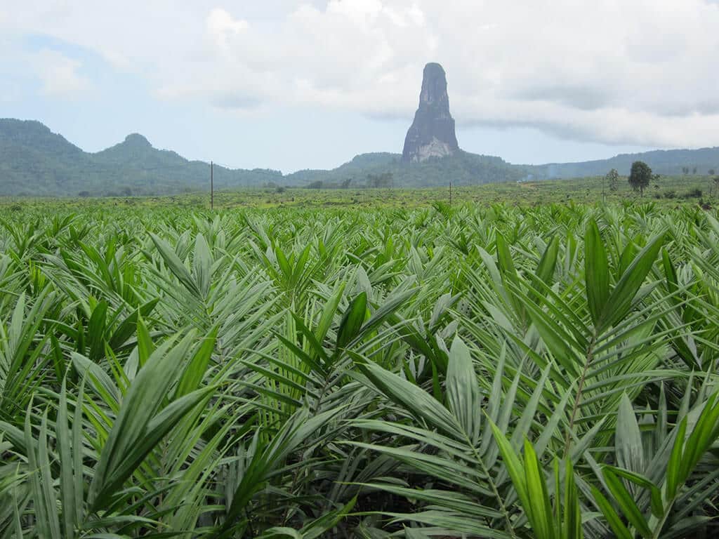 Socfin structure sa maintenance préventive grâce à la GMAO